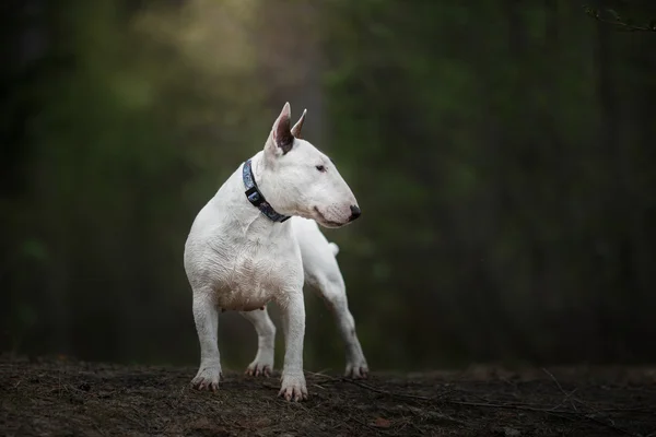 Bull Terrier Breed Profile: Charm and Tenacity