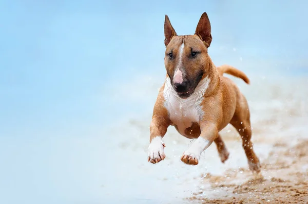 Bull Terrier Breed Profile: Charm and Tenacity