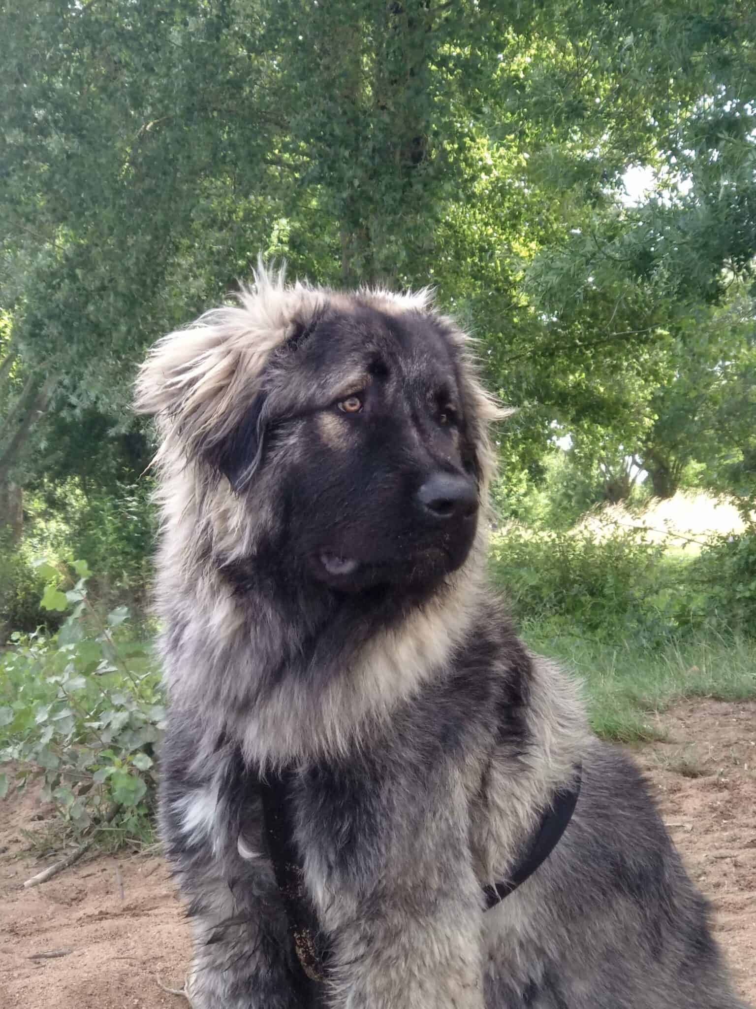 Caucasian Shepherd Dog — Woofmastery.com