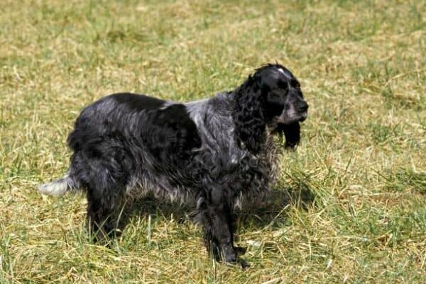 Blue Picardy Spaniel: Elegant Gun Dog Breed — Woofmastery.com