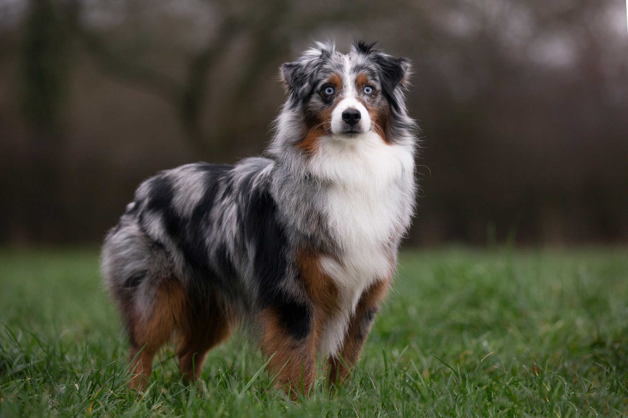 Miniature American Shepherd — Woofmastery.com