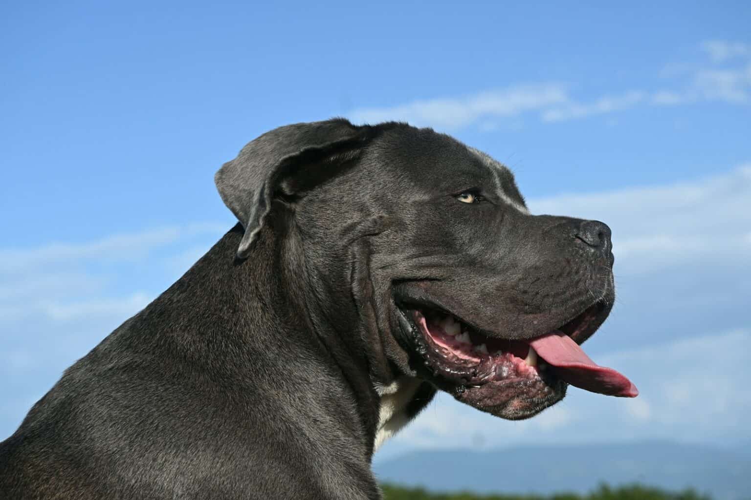 Italian Mastiff: Stately Guardian of Italy — Woofmastery.com